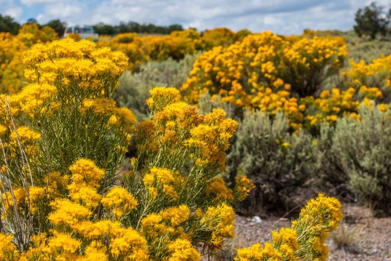 Colorado Shrubs Guide: Best Native Bushes for Your Home